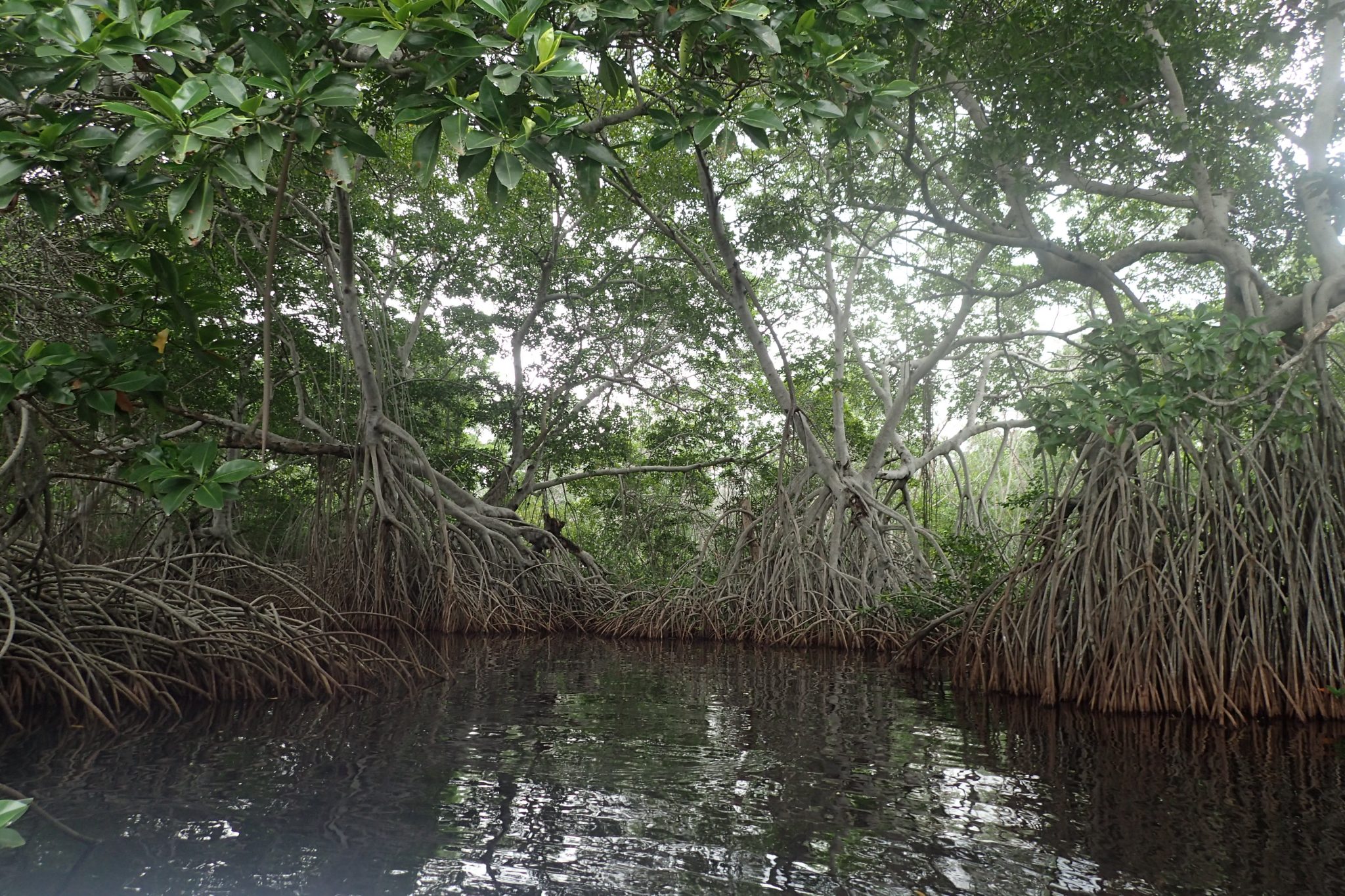 Tres proyectos por la conservación del manglar en Ciénaga Grande de ...